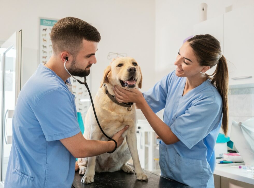 Best Veterinary Clinic In Evans Ga Southern Trails Vet