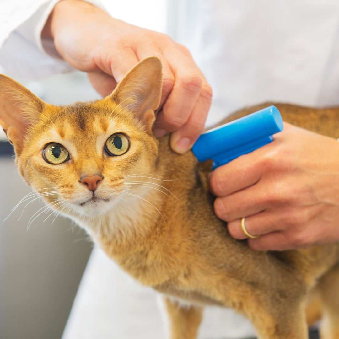Pet Microchipping In Evans, GA 30809 | Southern Trails Vet
